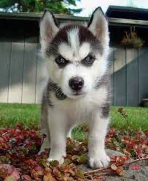 MINI WOLF - david | komentari igrica